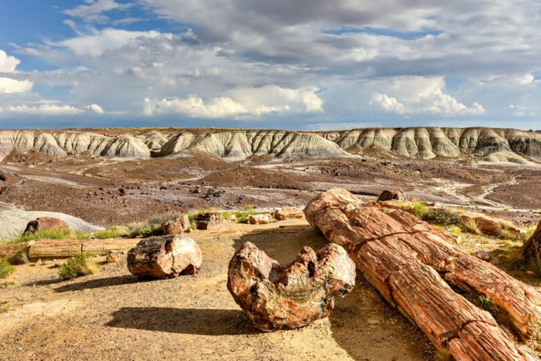 Petrified Wood in Crystal Forest & Jasper Forest - Parkcation