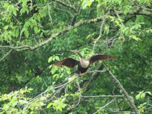 Congaree National Park Wildlife - Parkcation