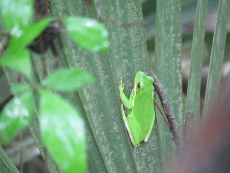 Congaree National Park Wildlife - Parkcation